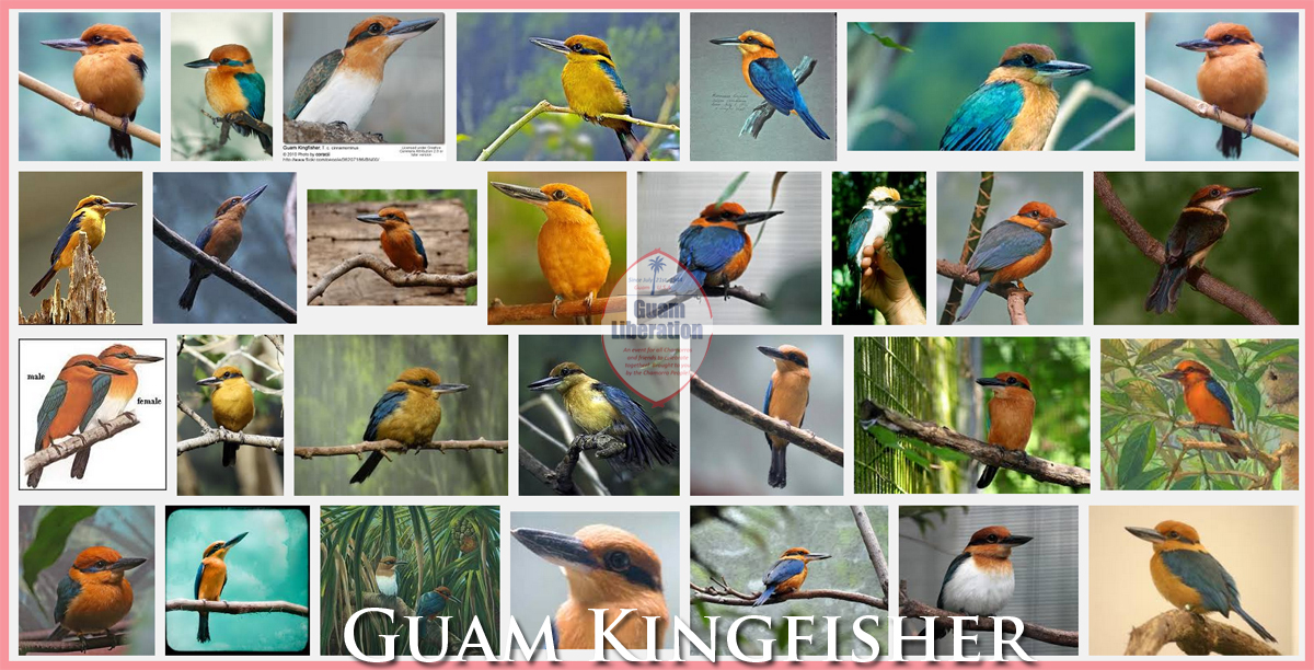 Guam Kingfisher Bird | Guam Liberation